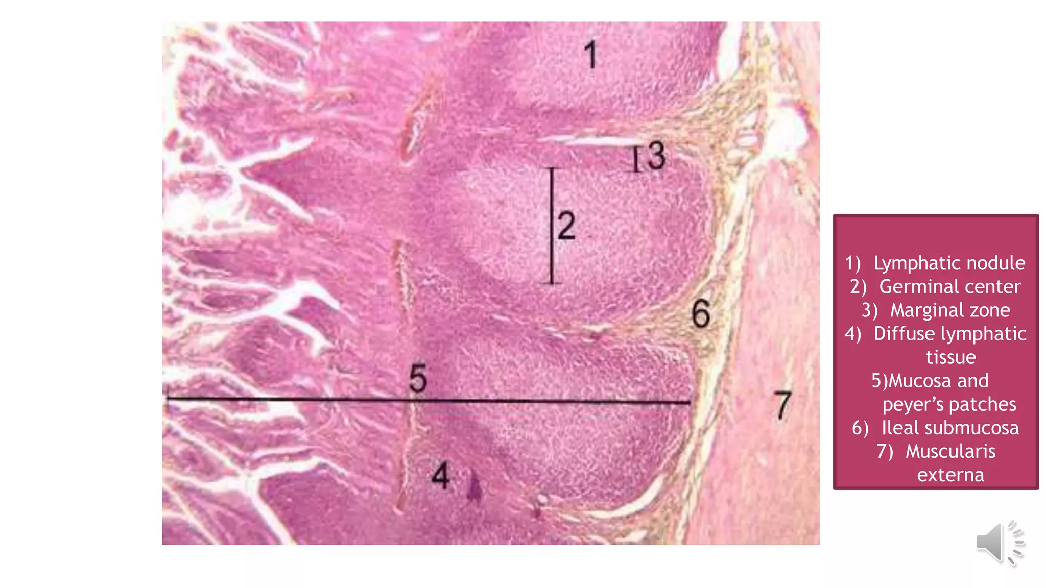 Histology of ileum, large intestine and liver | PPTX