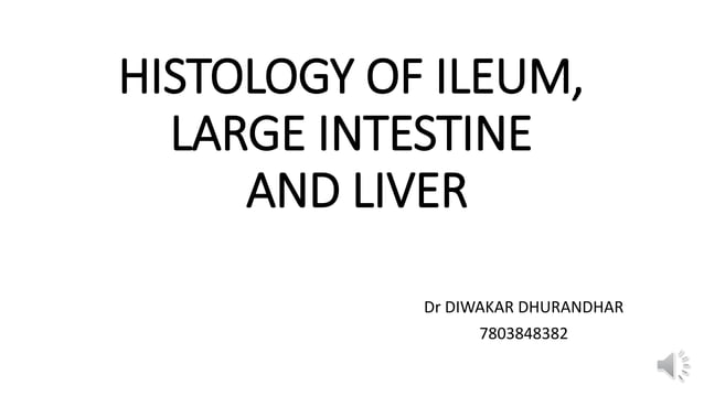 Histology of ileum, large intestine and liver | PPTX | Digestive ...