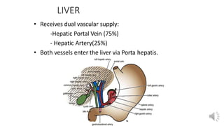 Histology of ileum, large intestine and liver | PPTX