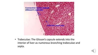 Histology of ileum, large intestine and liver | PPTX