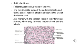 Histology of ileum, large intestine and liver | PPTX