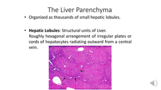 Histology of ileum, large intestine and liver | PPTX