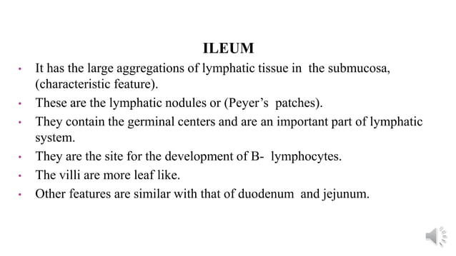 Histology of ileum, large intestine and liver | PPTX | Digestive ...