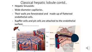 Histology of ileum, large intestine and liver | PPTX