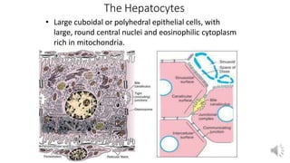 Histology of ileum, large intestine and liver | PPTX