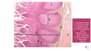Histology of ileum, large intestine and liver | PPTX