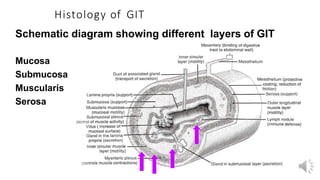 Histology of ileum, large intestine and liver | PPTX | Digestive ...
