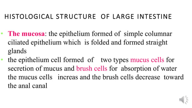 Histology of ileum, large intestine and liver | PPTX | Digestive ...