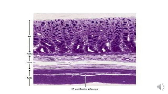 Histology of ileum, large intestine and liver | PPTX | Digestive ...