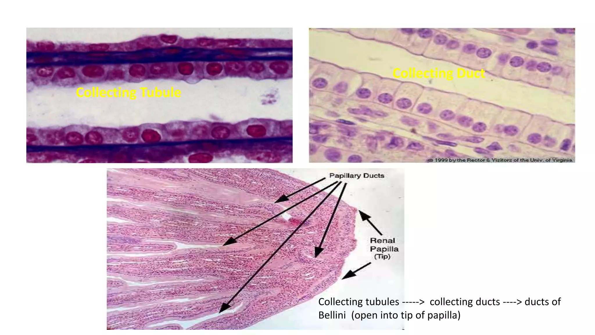 Histology of Kidney | PPTX