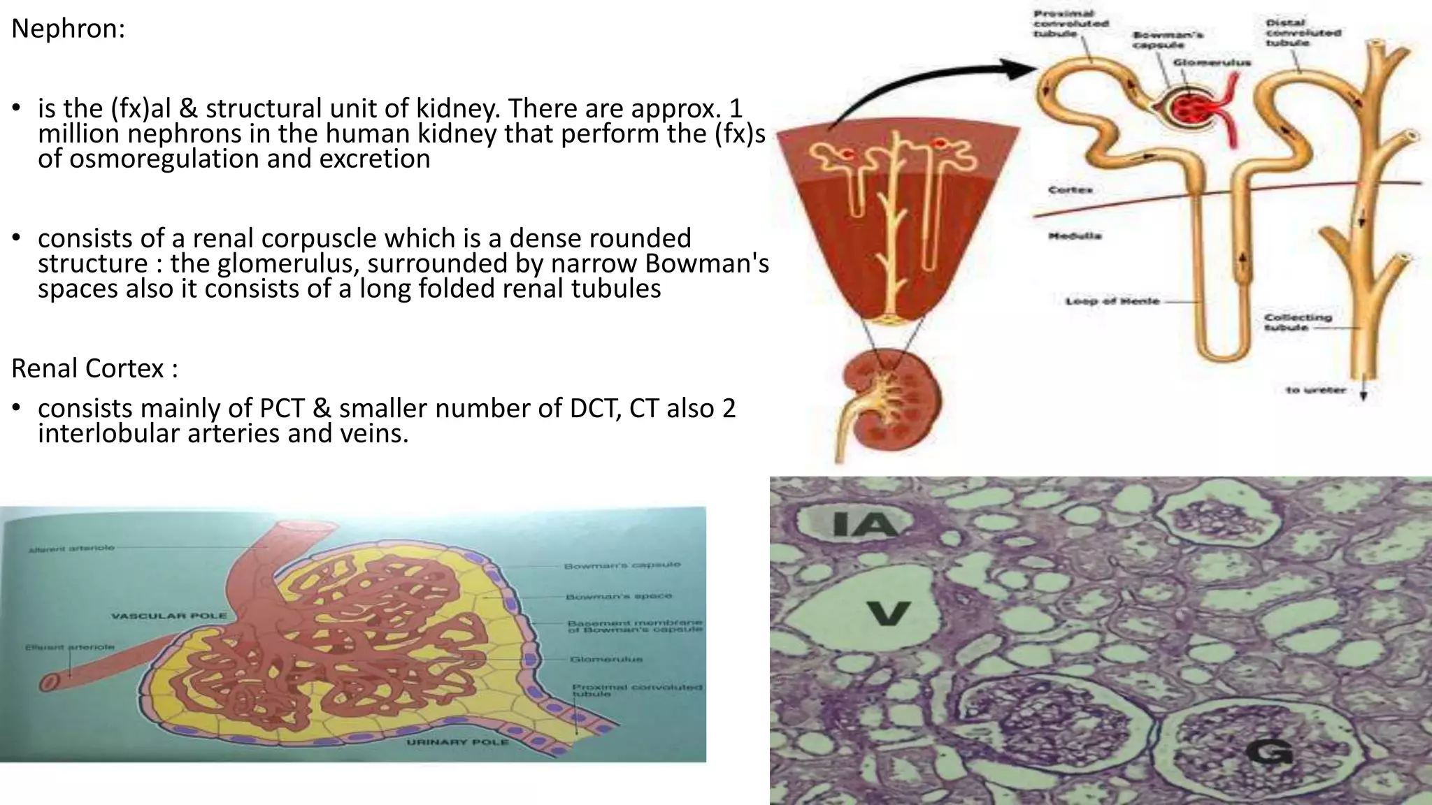 Histology of Kidney | PPTX