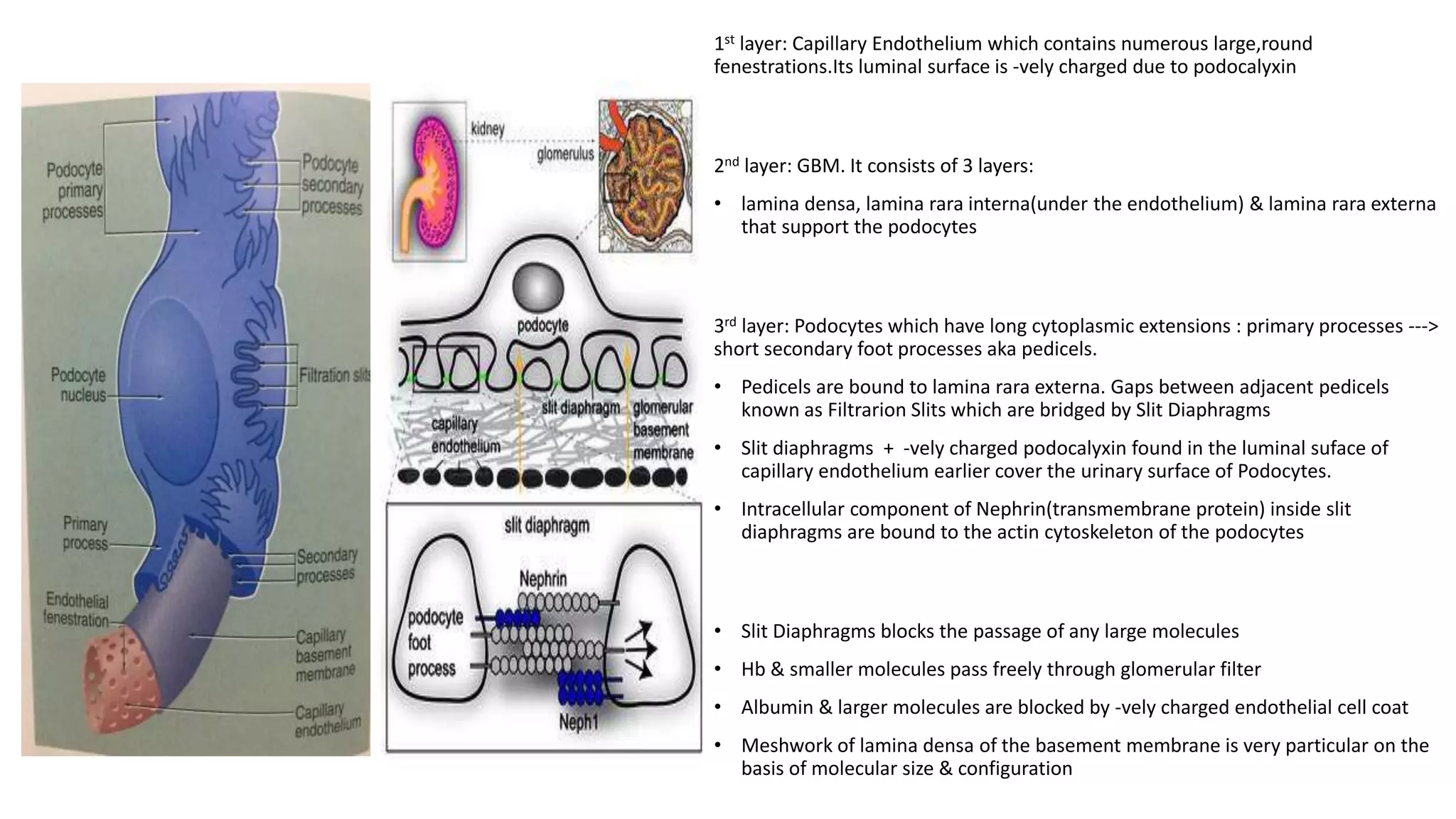 Histology of Kidney | PPTX