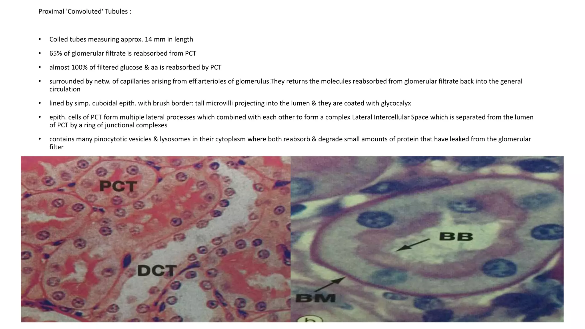 Histology of Kidney | PPTX