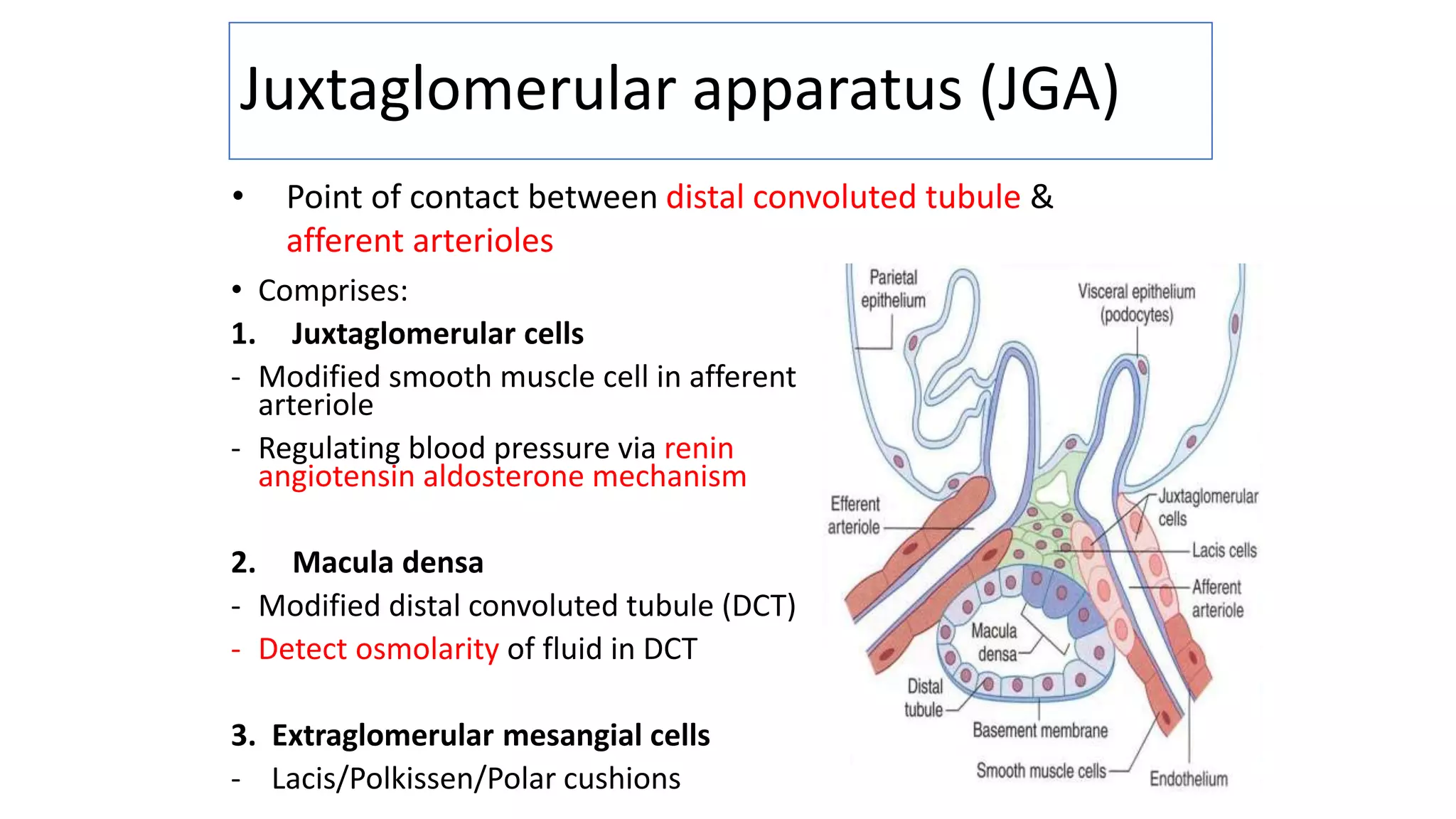 Histology of Kidney | PPTX