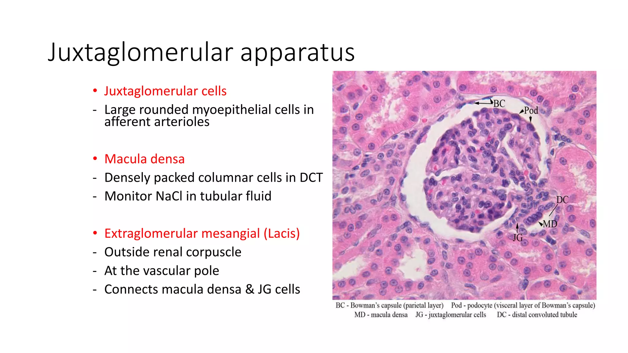 Histology of Kidney | PPTX