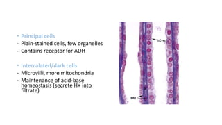 Histology of Kidney | PPTX