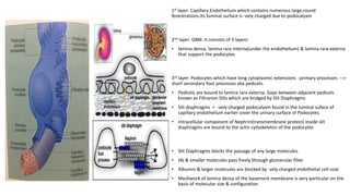 Histology of Kidney | PPTX