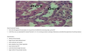 Histology of Kidney | PPTX