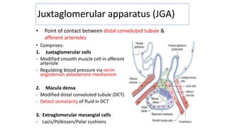 Histology of Kidney | PPTX