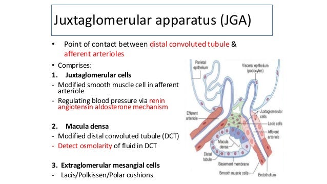 Histology of Kidney