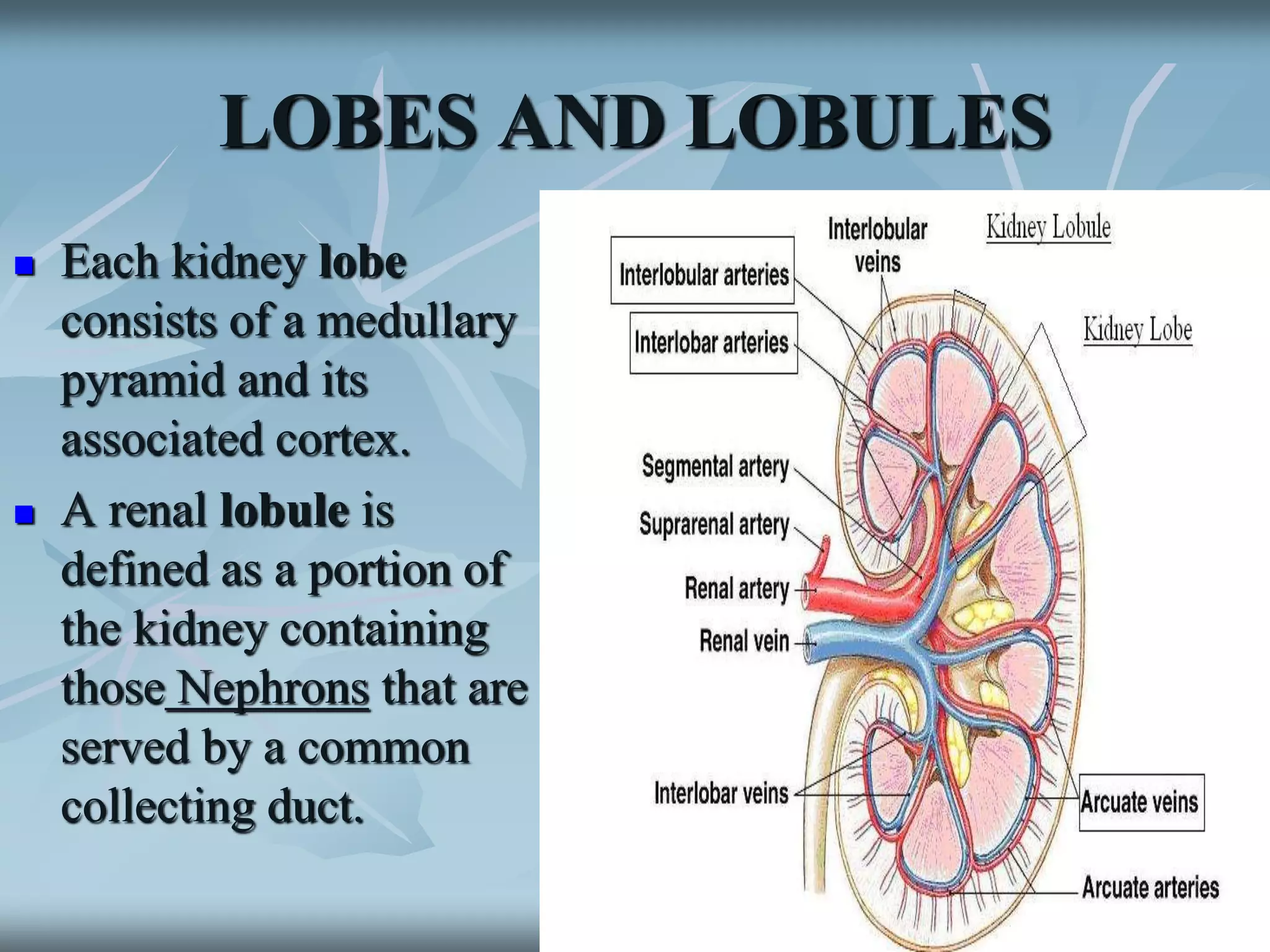 Histology of kidney | PPTX