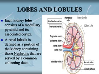 Histology of kidney | PPTX