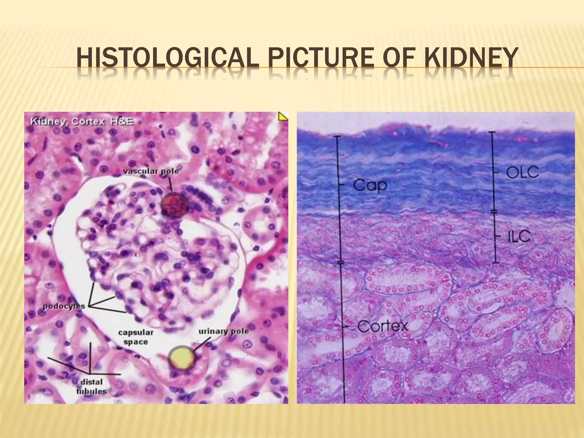 Histology of kidney.pptx