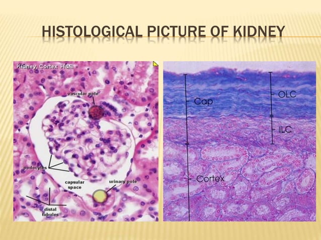 Histology of kidney.pptx