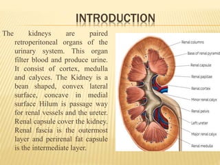 Human Kidney Anatomy Ppt