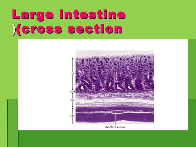 Histology of large intestine | PPT | Biological Sciences | Science