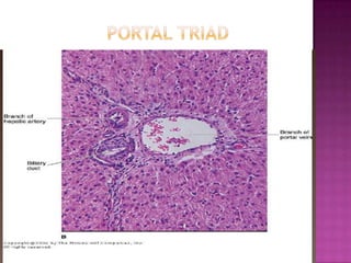 Liver Slide Portal Triad
