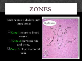 HISTOLOGY OF LIVER .pptx