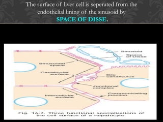 HISTOLOGY OF LIVER .pptx