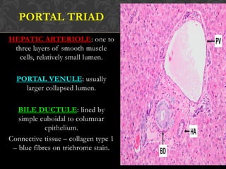 HISTOLOGY OF LIVER .pptx