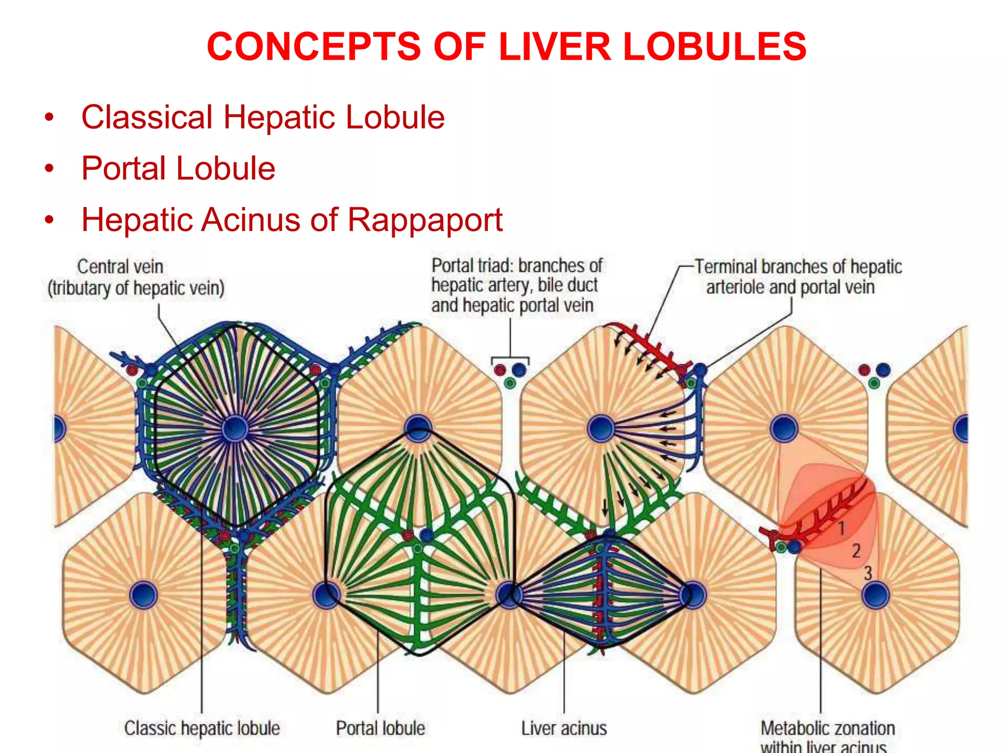 Histology of liver ppt | PPTX