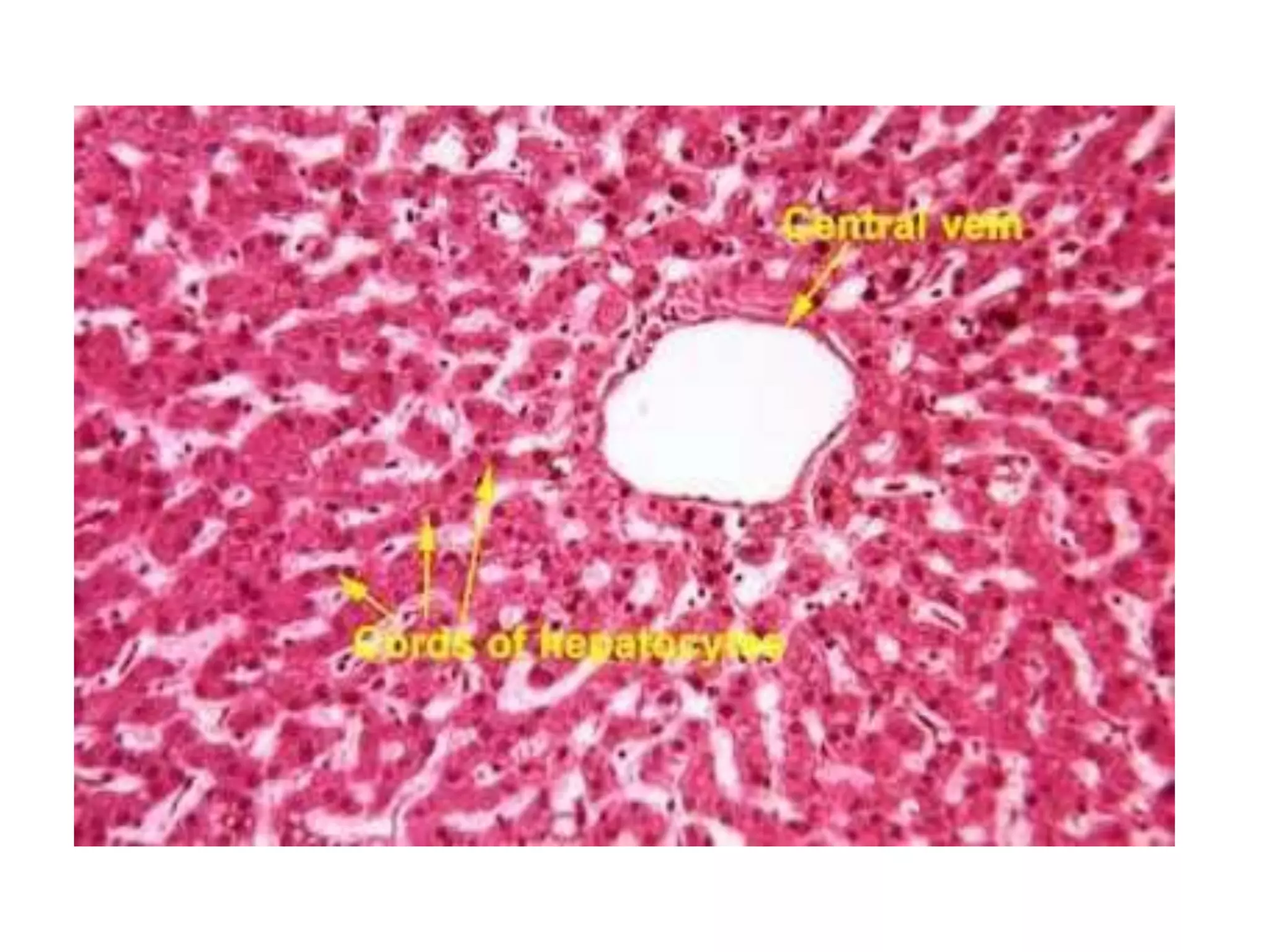 Histology of liver ppt | PPTX