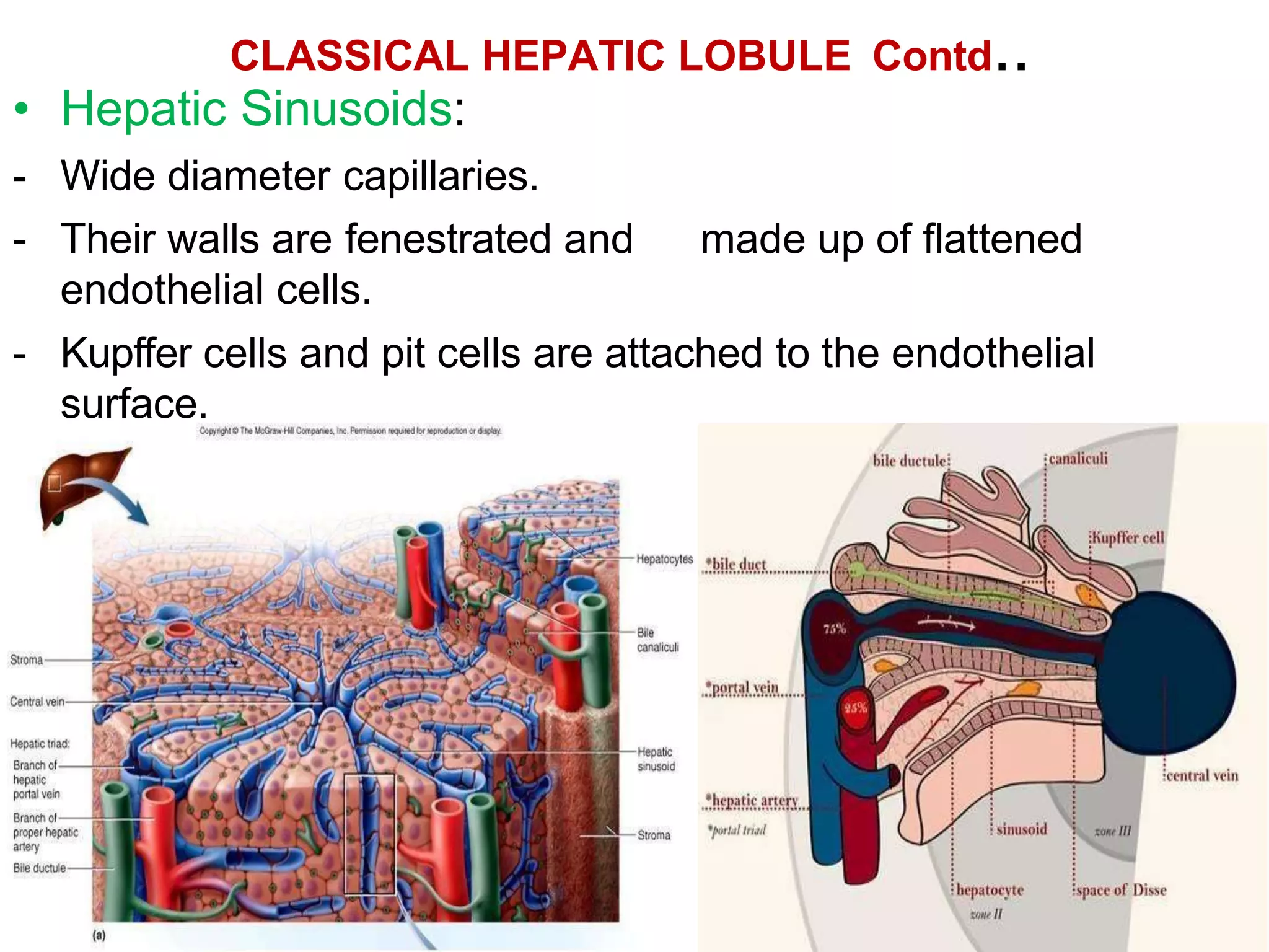 Histology of liver ppt | PPTX
