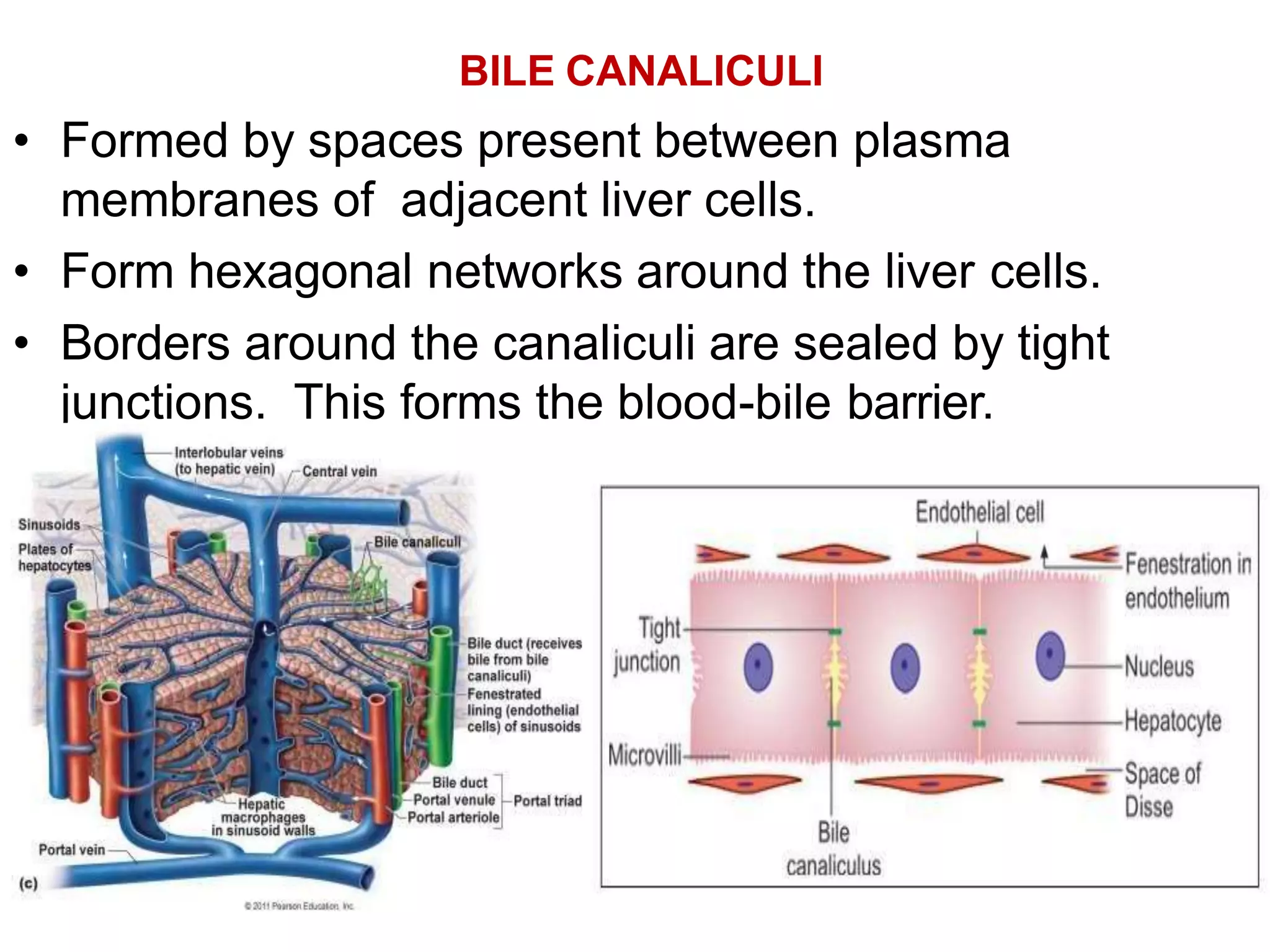 Histology of liver ppt | PPTX