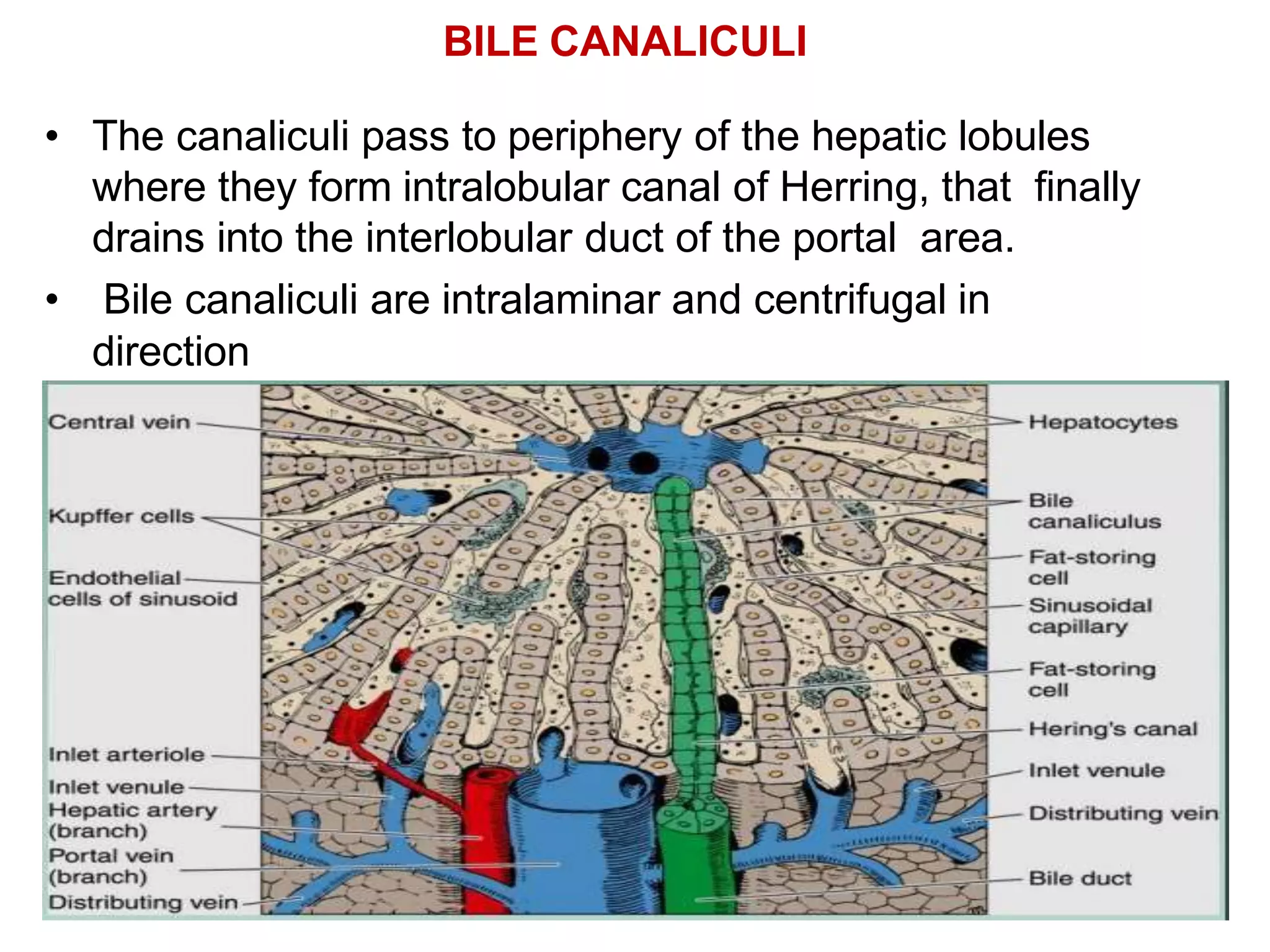 Histology of liver ppt | PPTX
