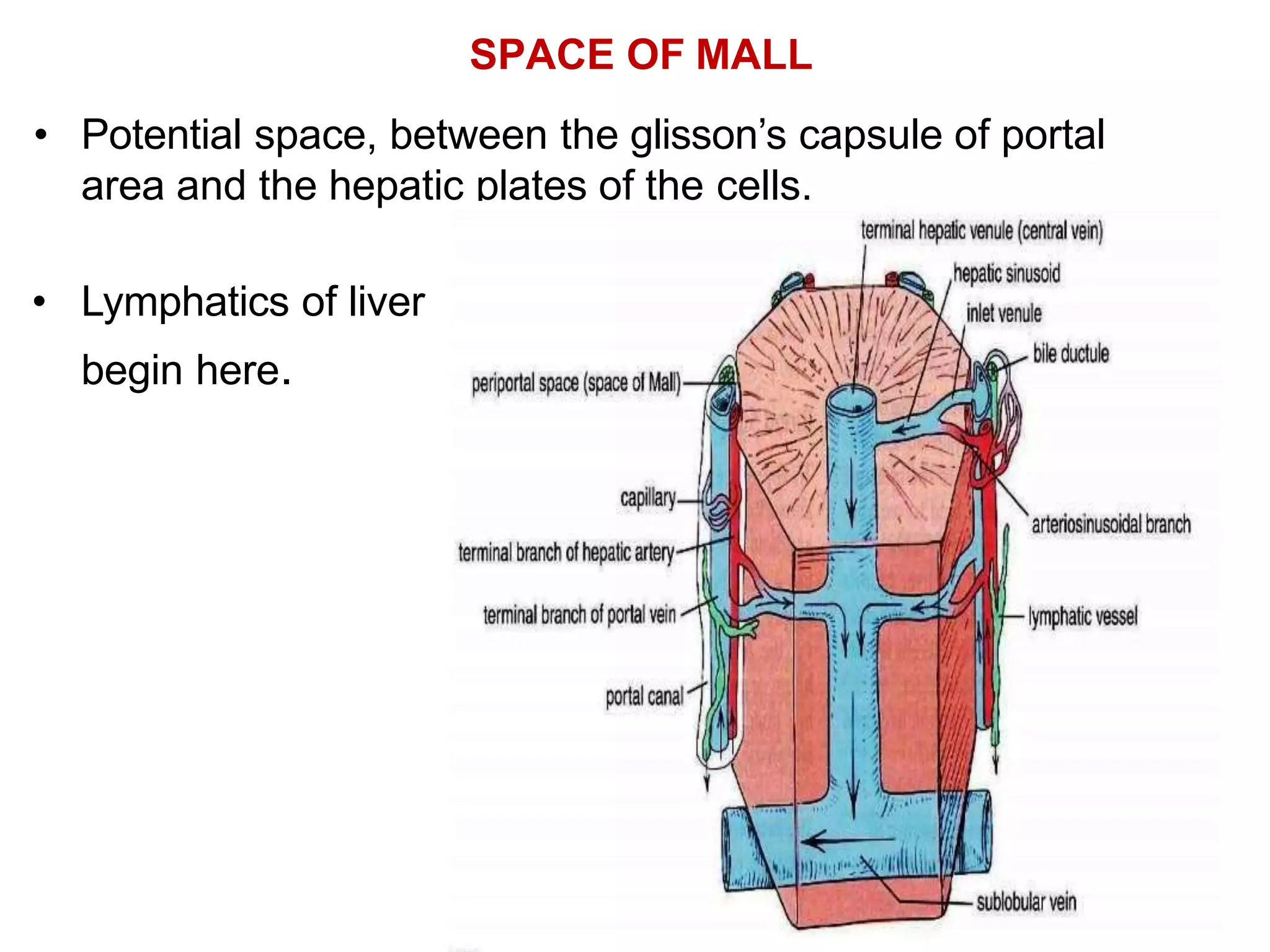 Histology of liver ppt | PPTX
