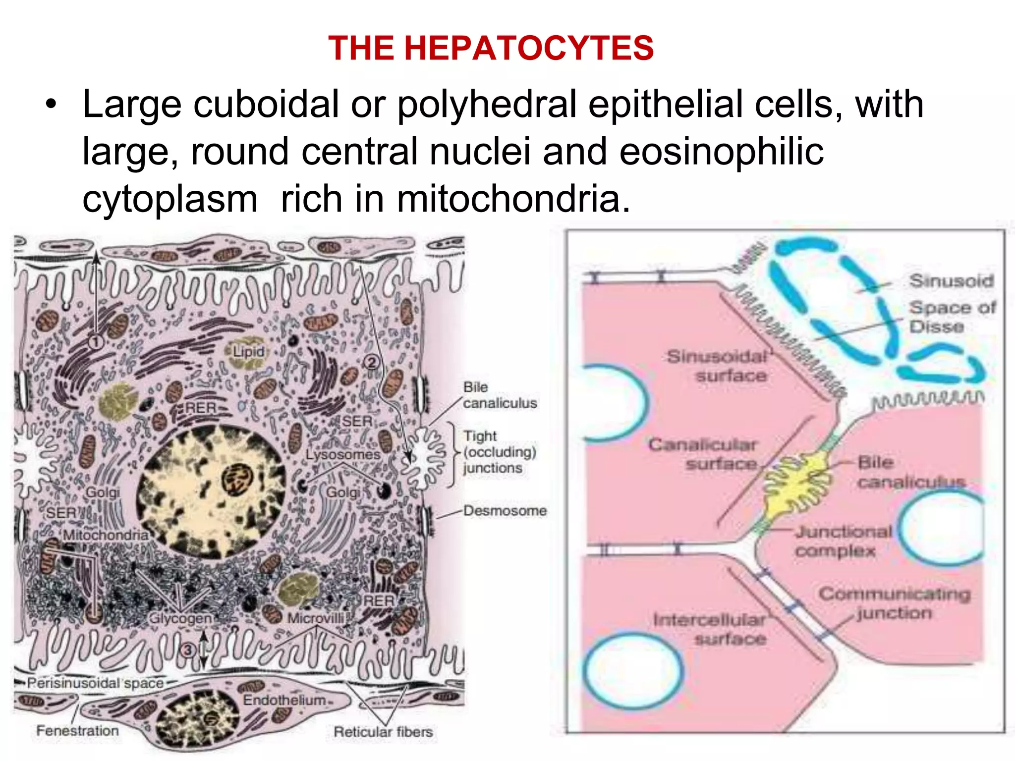 Histology of liver ppt | PPTX