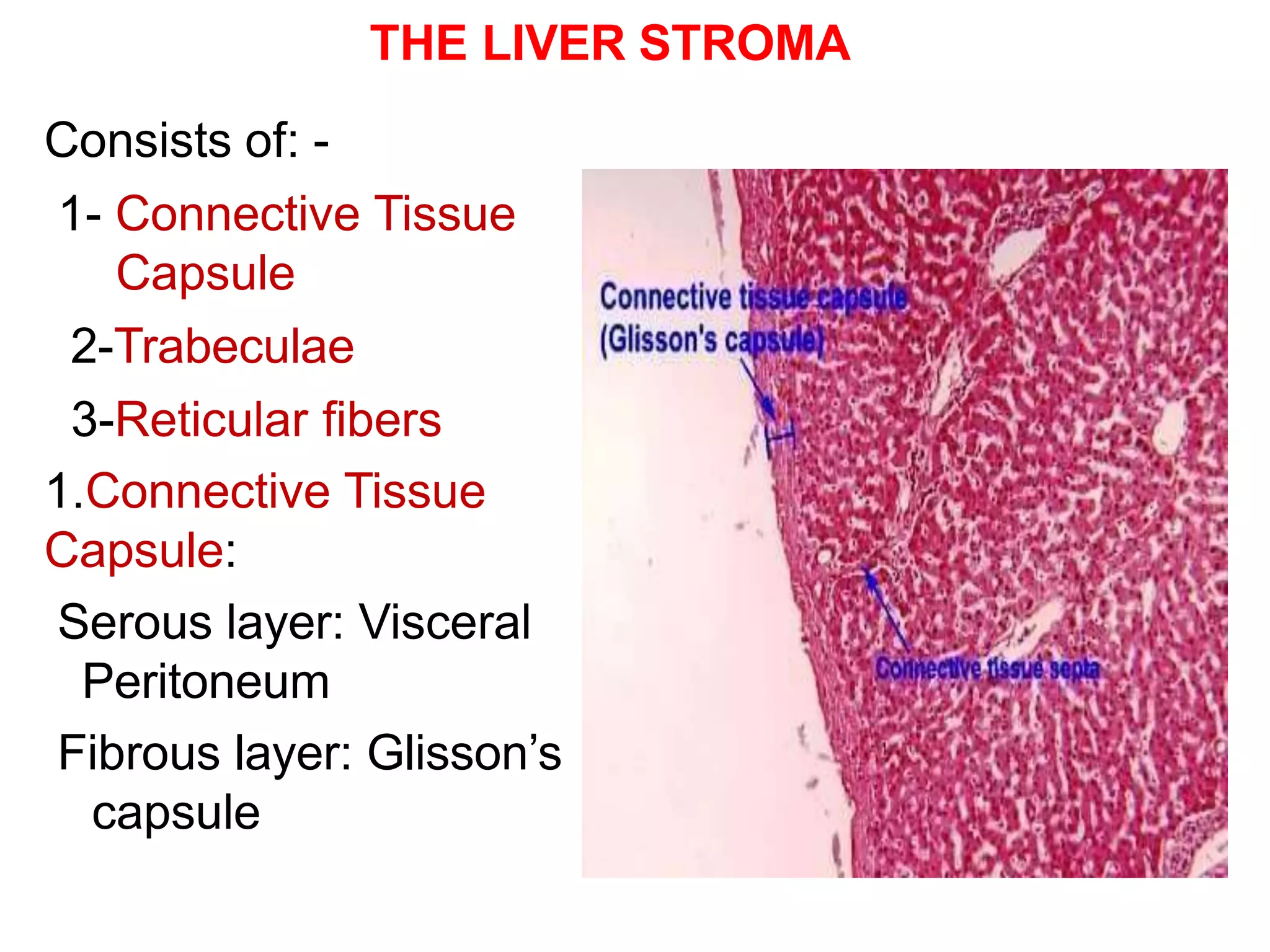 Histology of liver ppt | PPTX