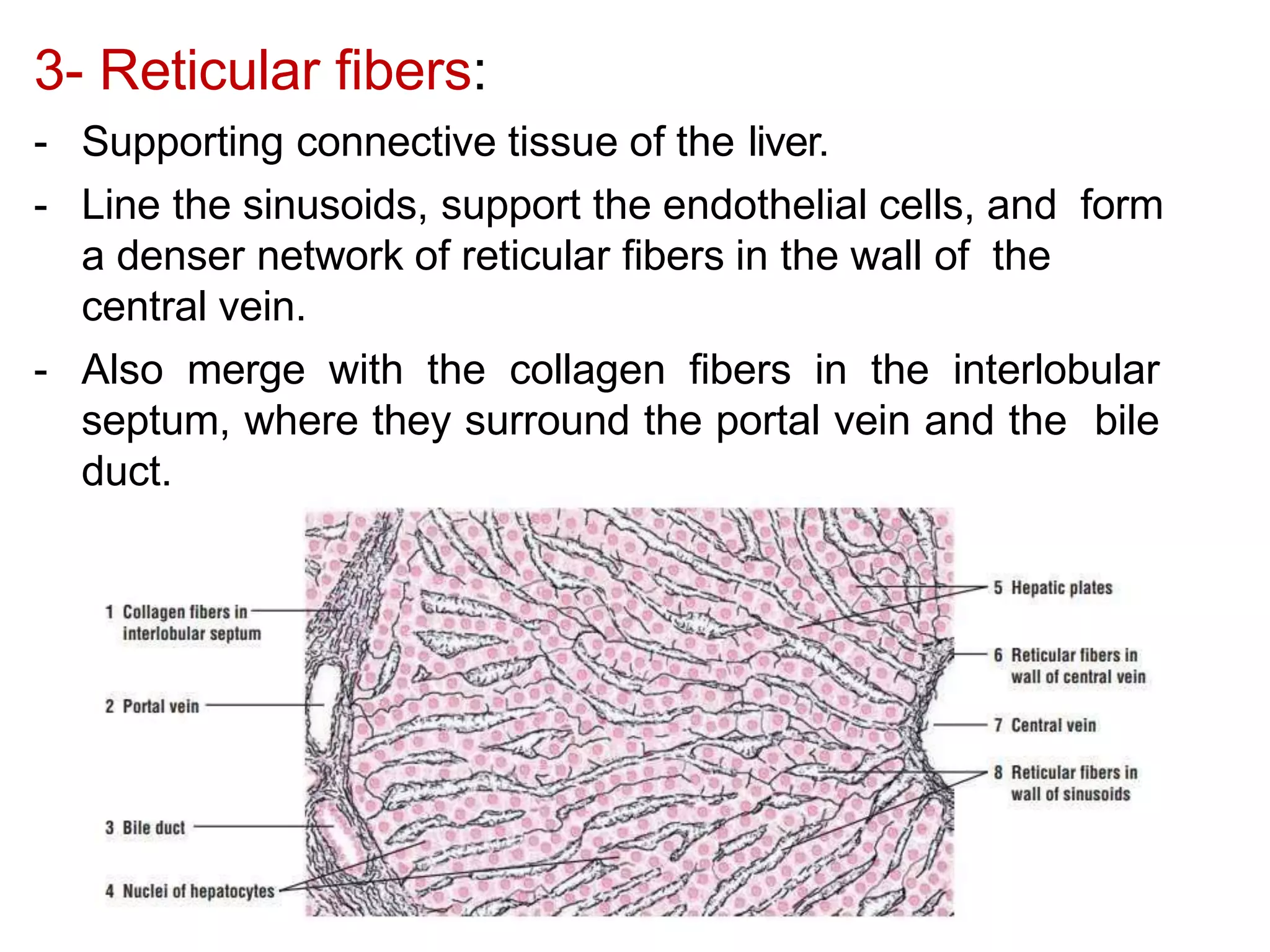 Histology of liver ppt | PPTX