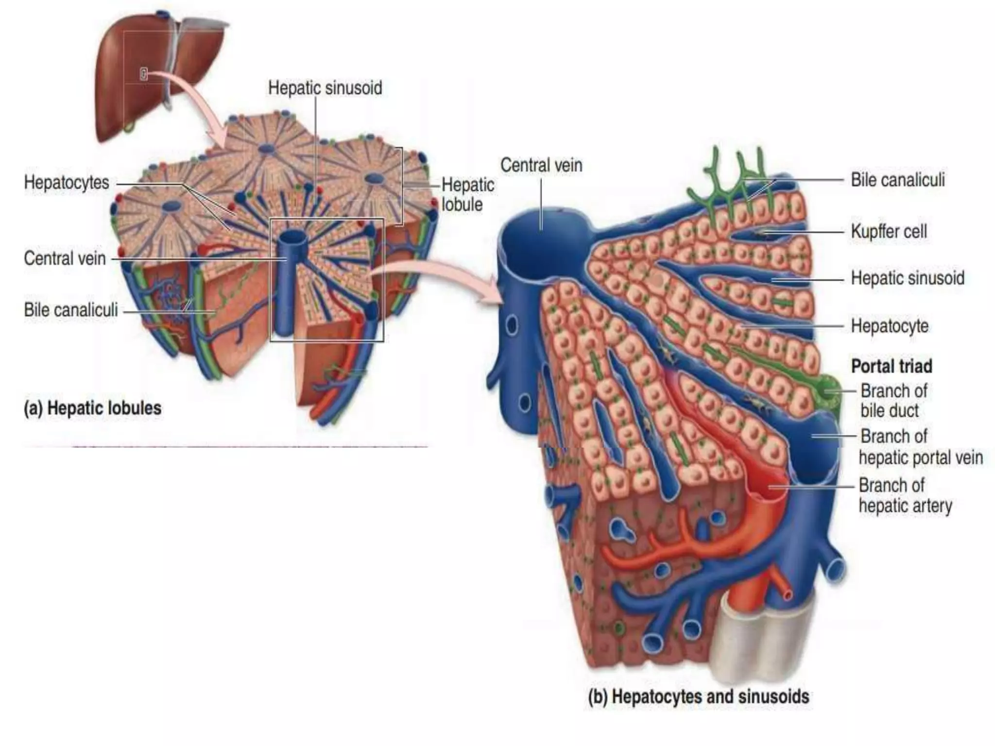 Histology of liver ppt | PPTX