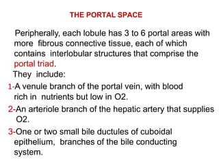 Histology of liver ppt | PPTX