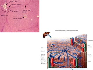 Histology of liver ppt | PPTX