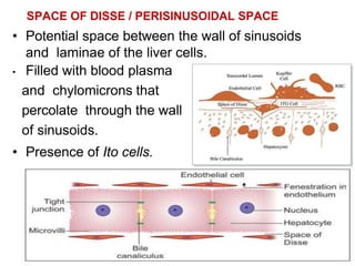 Histology of liver ppt | PPTX