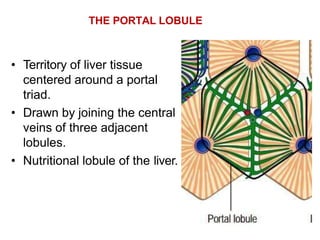 Histology of liver ppt | PPTX