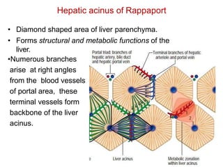 Histology of liver ppt | PPTX