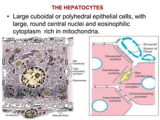 Histology of liver ppt | PPTX
